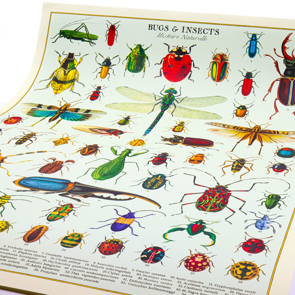 Bugs & Insects Poster by Cavallini Papers & Co. - RAM Shop